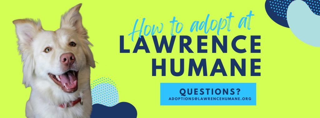 Adopt - Lawrence Humane