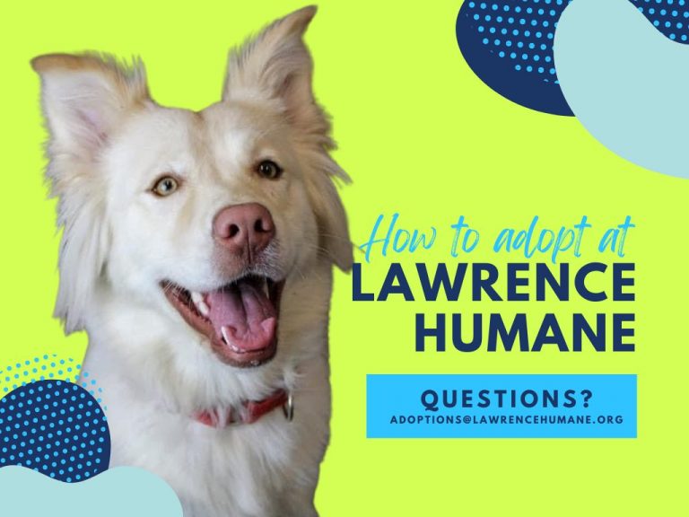 Adopt - Lawrence Humane