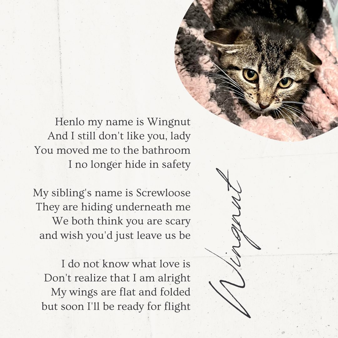 Spicy Kitten Poems - Lawrence Humane