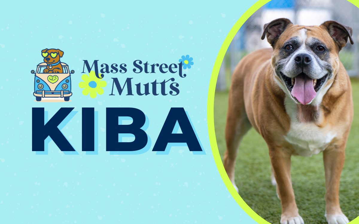 Kiba's Mass Street Mutts Adventure - Lawrence Humane