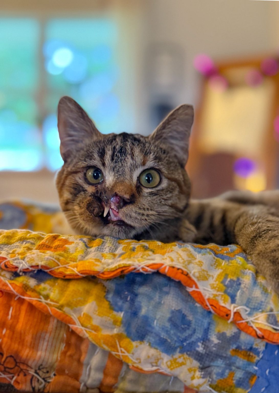 Best Animal Stories of 2025: Samara - Lawrence Humane