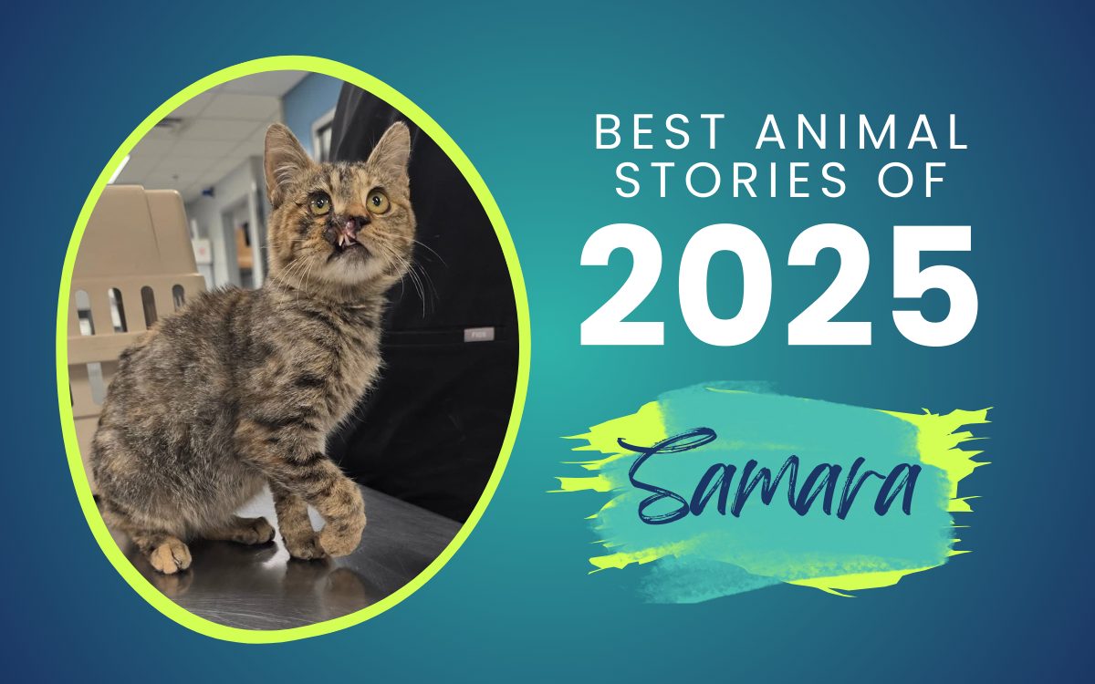 Best Animal Stories of 2025: Samara - Lawrence Humane